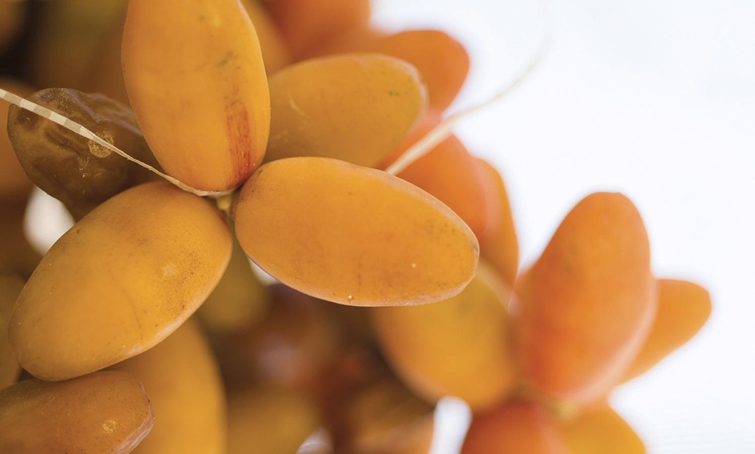 La datte : un véritable actif à l'histoire et aux vertus insoupçonnées