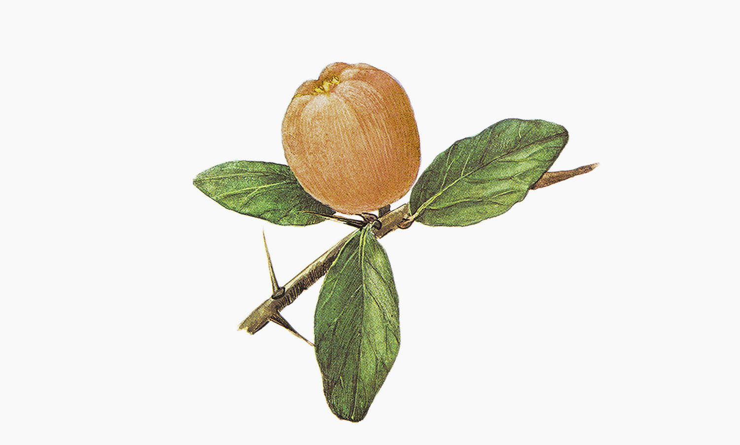 Bienfaits Dattier du désert - Balanites Roxburghii