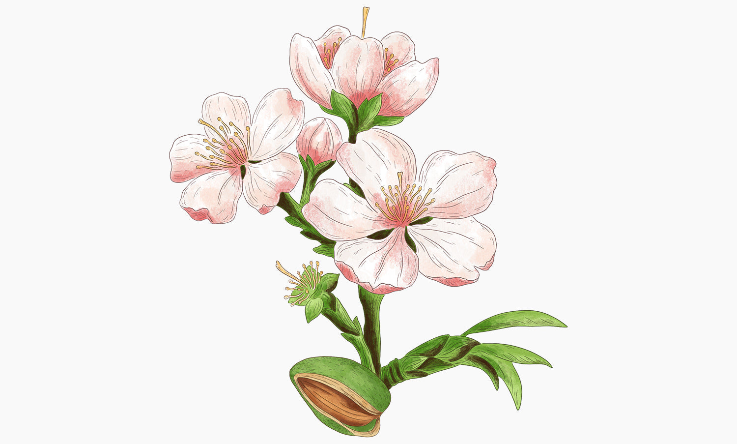 Bienfaits Amandier doux - Prunus amygdalus dulcis